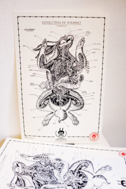 OUT NOW: "The Dissection Of A Rabbit" - Anatomy Sheet NO.6 ...