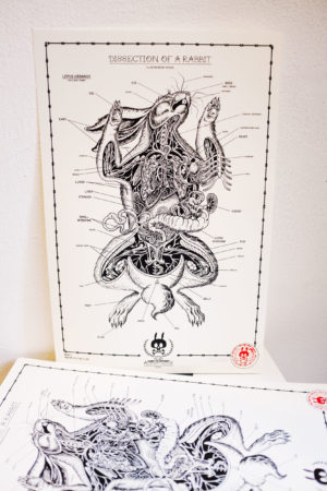 OUT NOW: "The Dissection Of A Rabbit" - Anatomy Sheet NO.6 ...