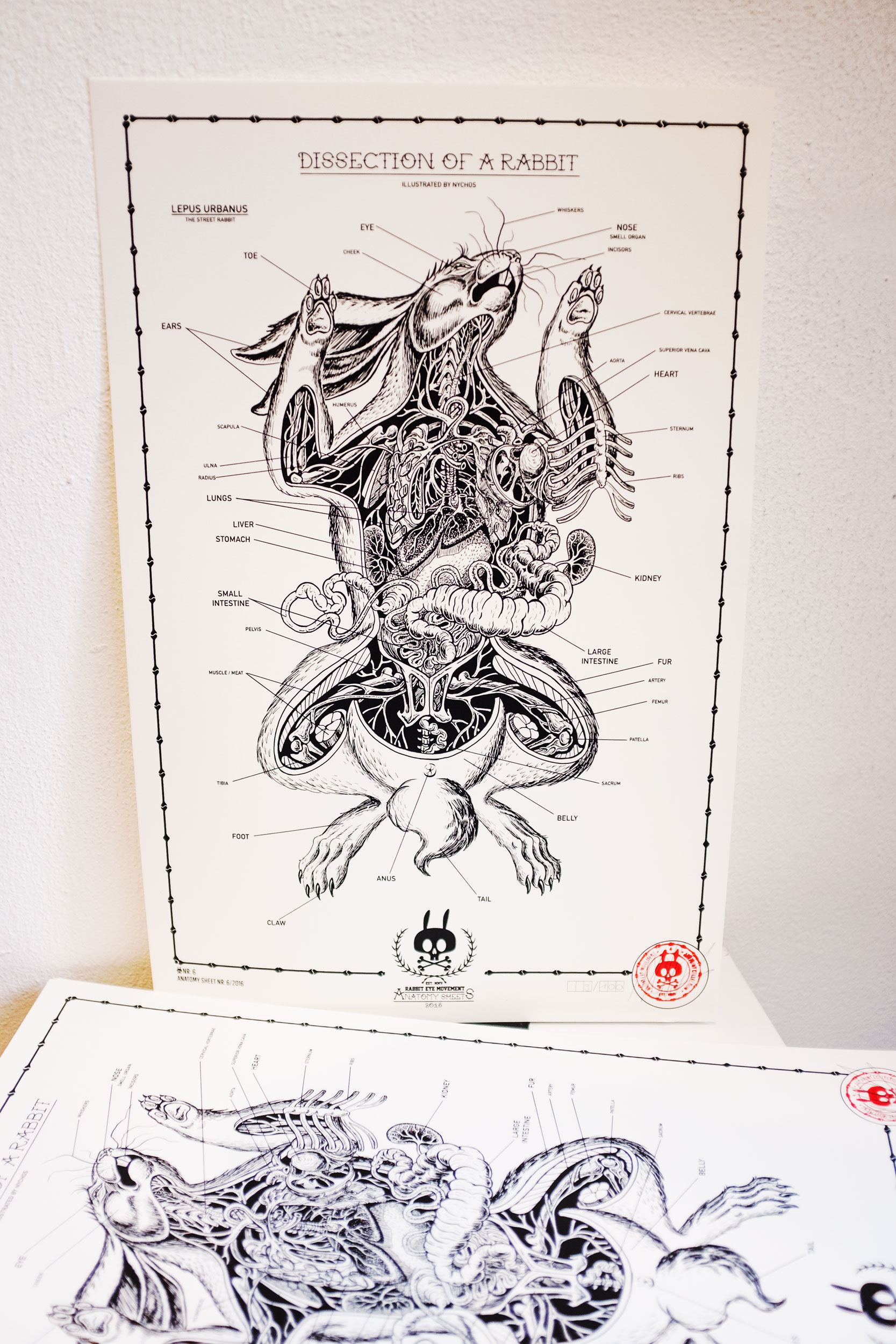 OUT NOW: "The Dissection Of A Rabbit" - Anatomy Sheet NO.6 ...