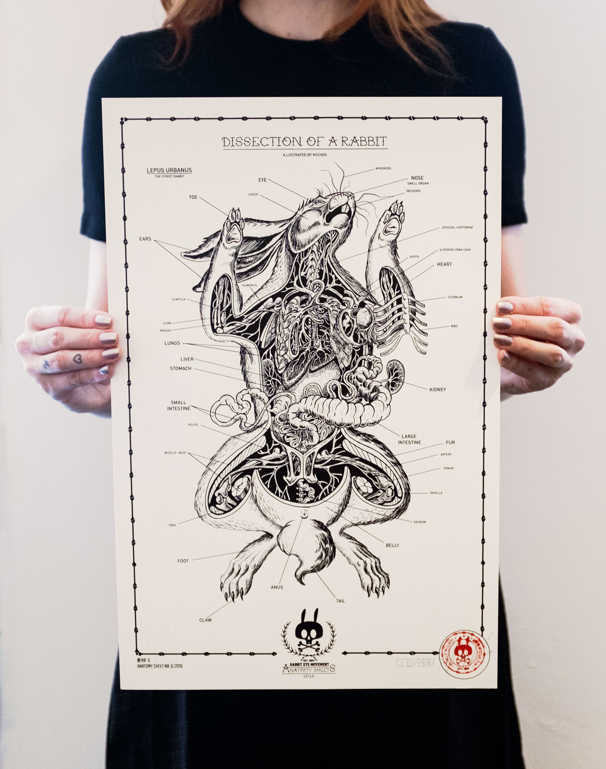 OUT NOW: "The Dissection Of A Rabbit" - Anatomy Sheet NO.6 ...